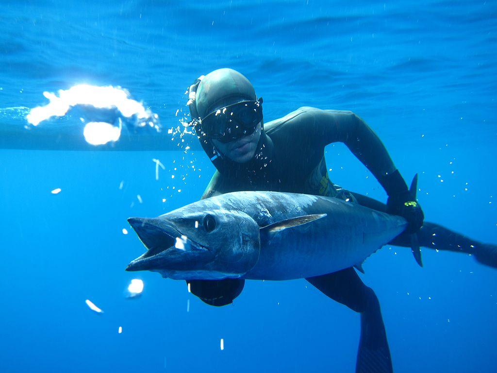 Spearfishing Wallpapers - Top Free Spearfishing Backgrounds ...