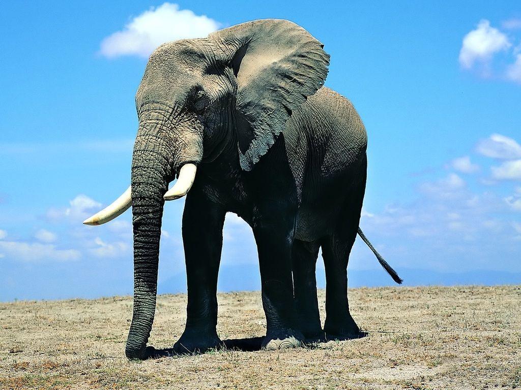 Beautiful Elephant HD Wallpapers - Top Free Beautiful Elephant HD ...