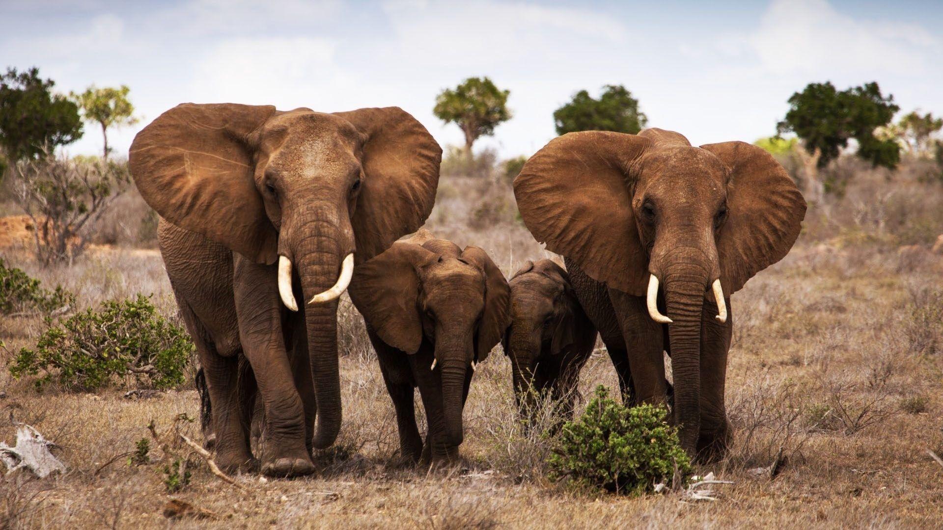 Beautiful Elephant HD Wallpapers - Top Free Beautiful Elephant HD ...