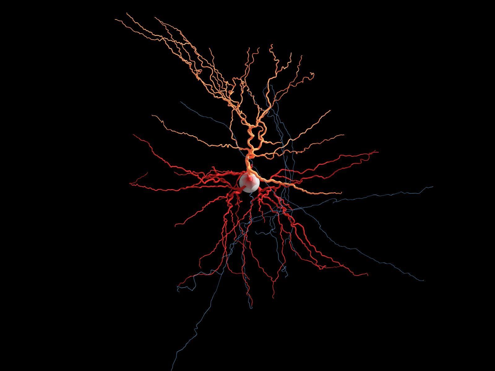 Brain Neuron Wallpapers - Top Free Brain Neuron Backgrounds ...