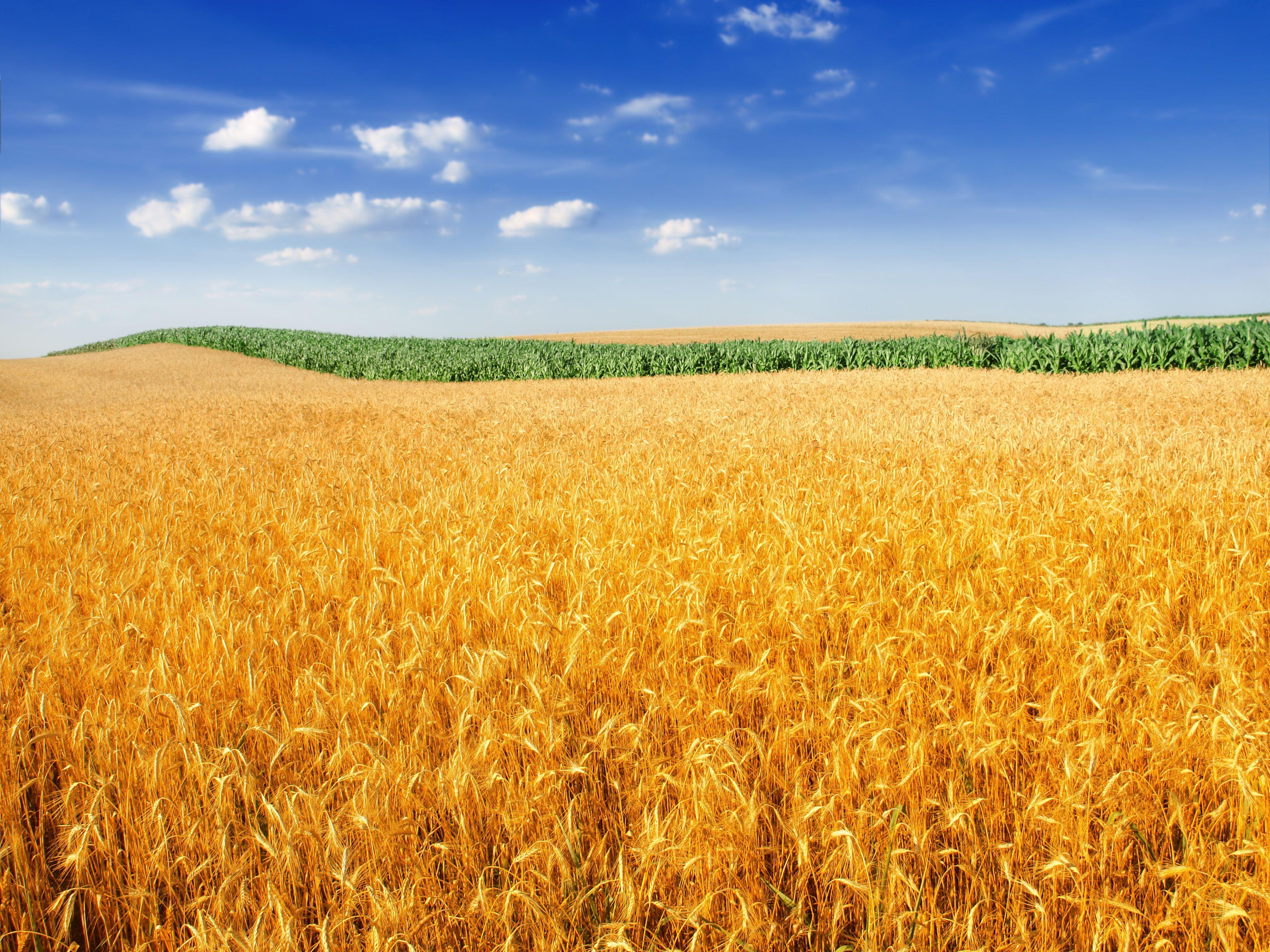 Wheat Crop Wallpapers - Top Free Wheat Crop Backgrounds - WallpaperAccess