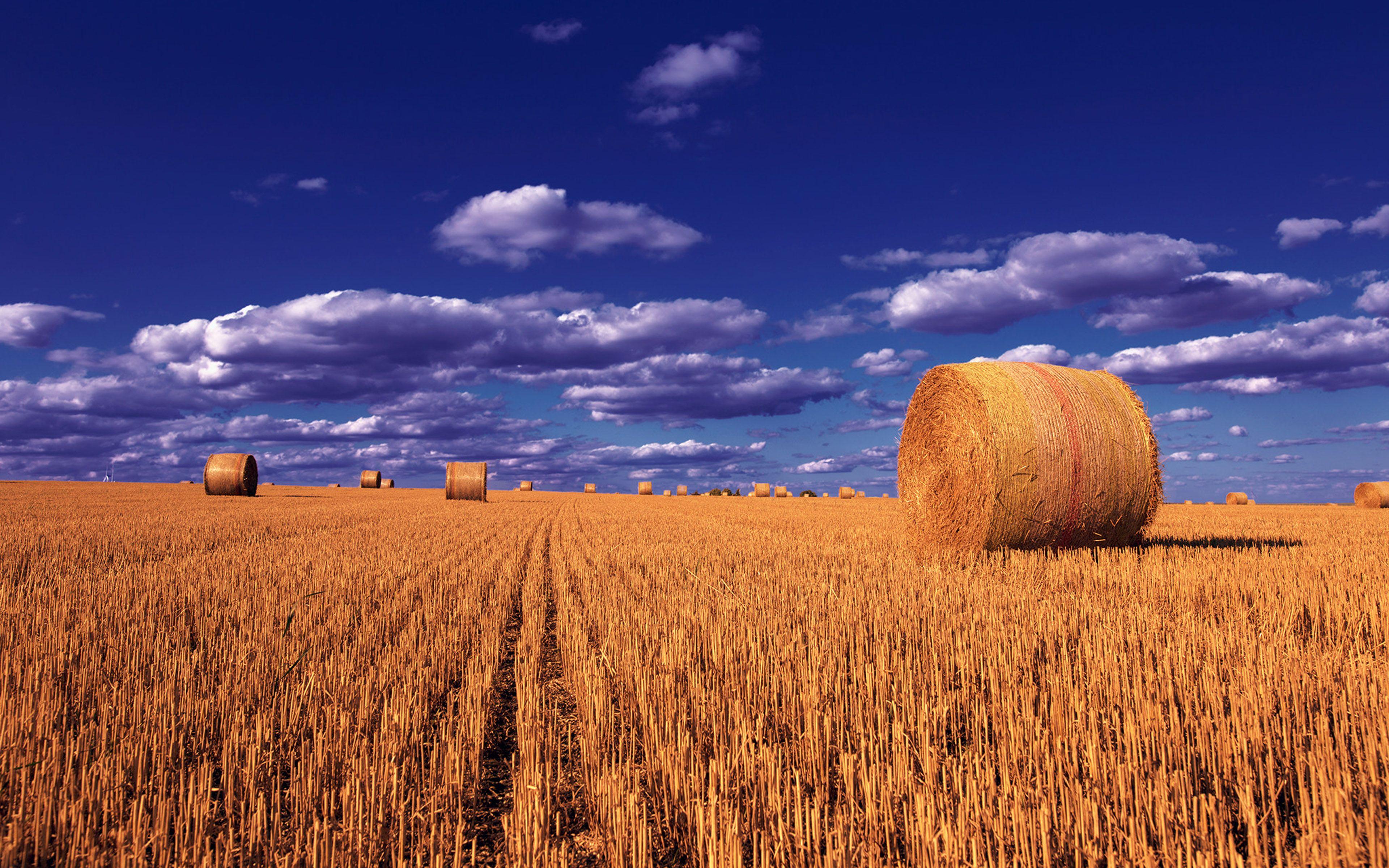 Wheat Fields Wallpapers - Top Free Wheat Fields Backgrounds ...