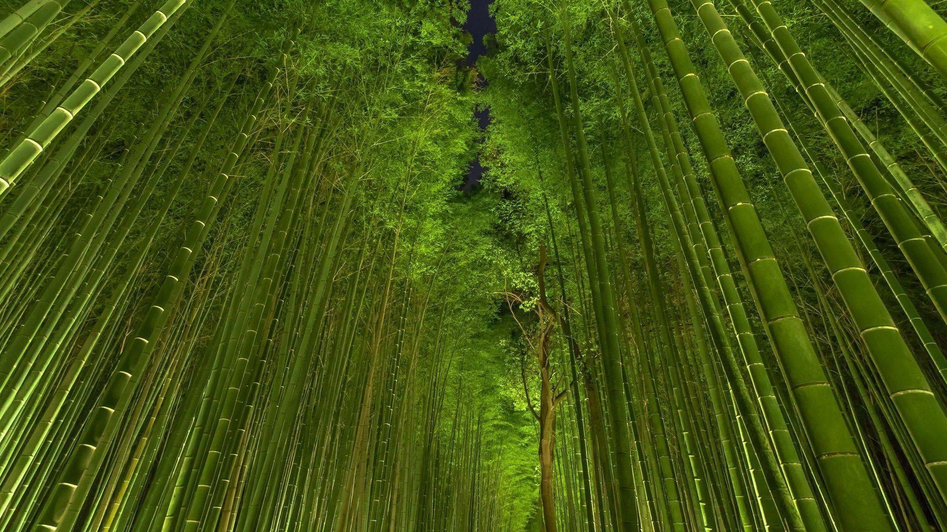 Beautiful Bamboo Wallpapers - Top Free Beautiful Bamboo Backgrounds ...
