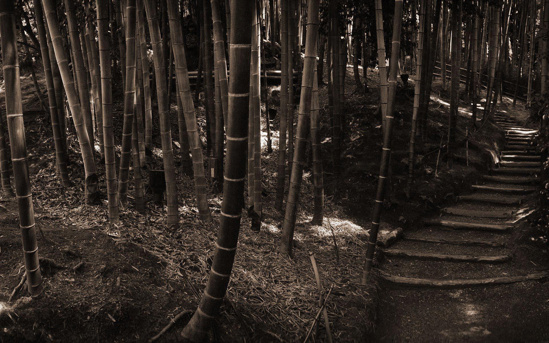 Beautiful Bamboo Wallpapers - Top Free Beautiful Bamboo Backgrounds ...