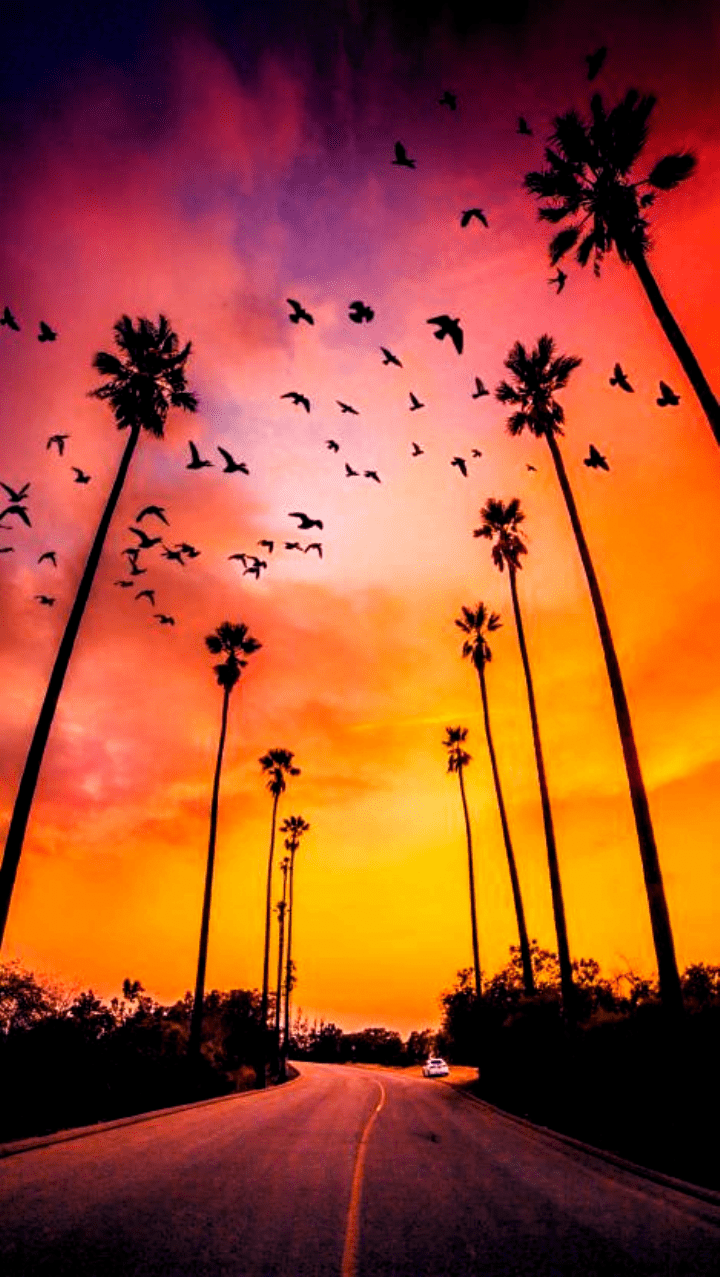 Palm Trees 4K Wallpapers - Top Free Palm Trees 4K Backgrounds ...