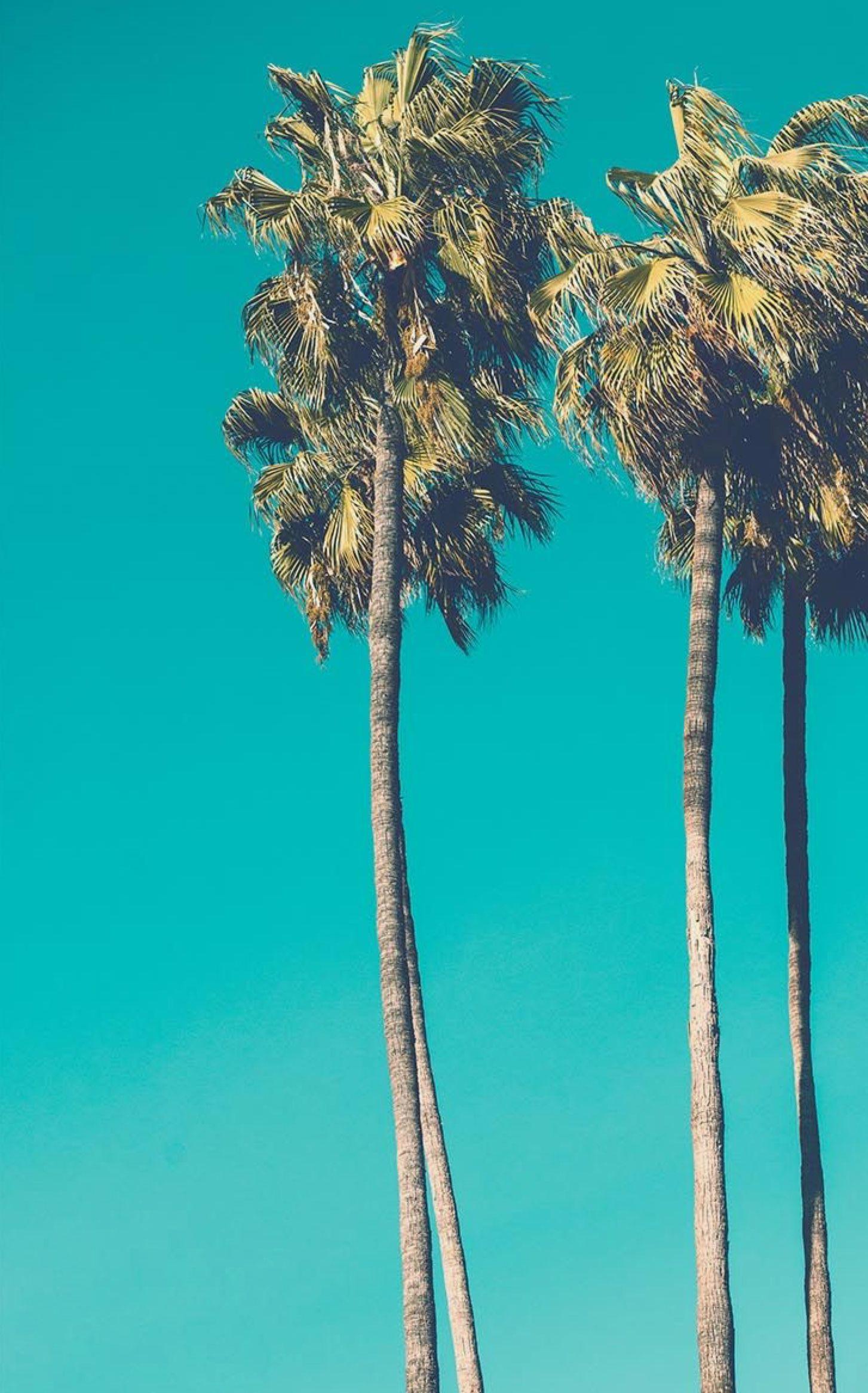 Cute Palm Tree Wallpapers - Top Free Cute Palm Tree Backgrounds ...