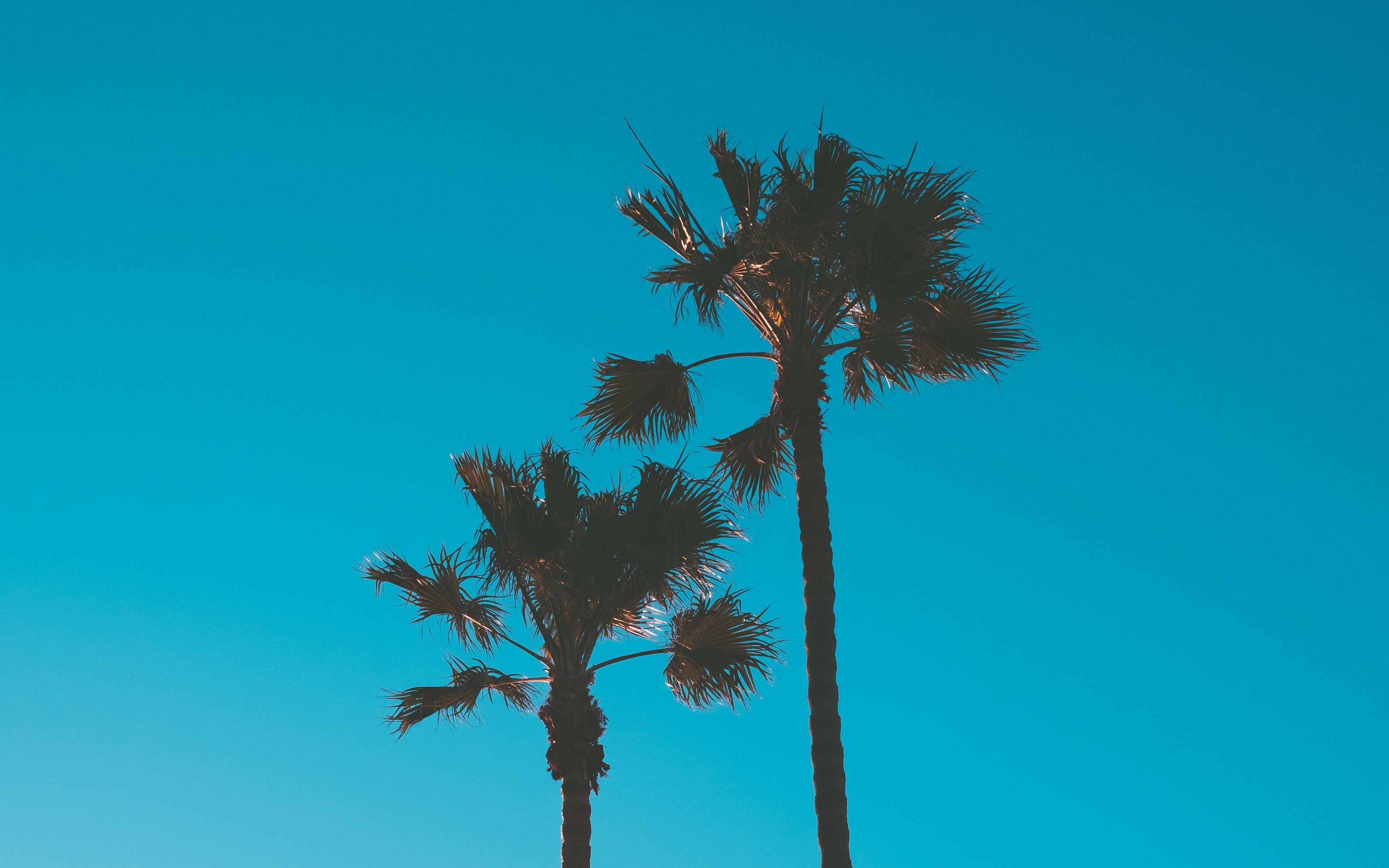 Palm Trees 4K Wallpapers - Top Free Palm Trees 4K Backgrounds ...