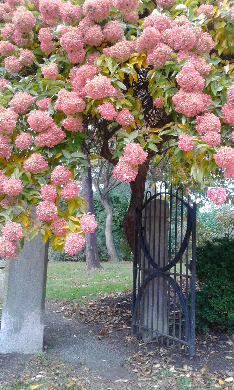 Garden Gate Wallpapers - Top Free Garden Gate Backgrounds - WallpaperAccess