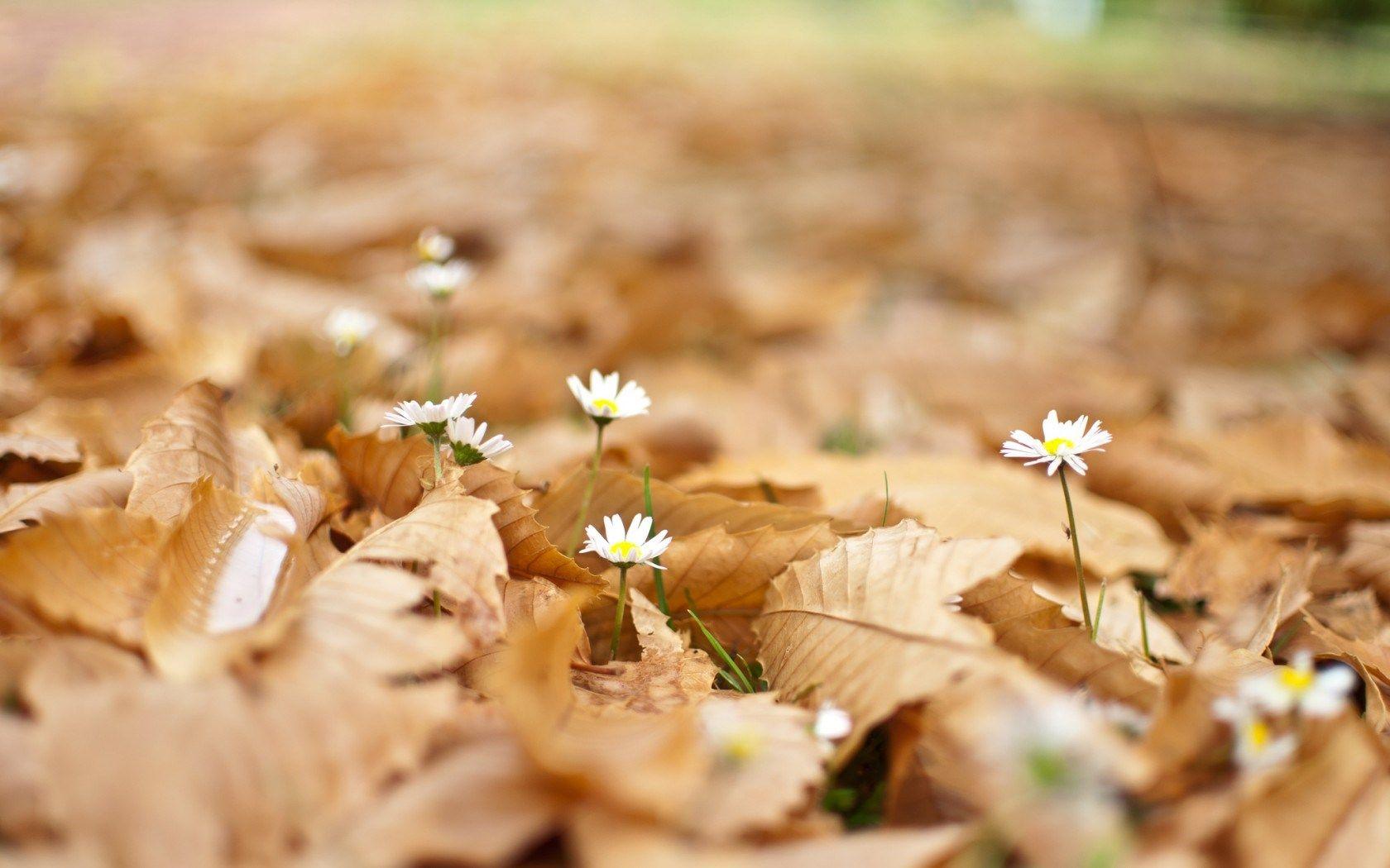 Flowers Autumn Wallpapers - Top Free Flowers Autumn Backgrounds ...
