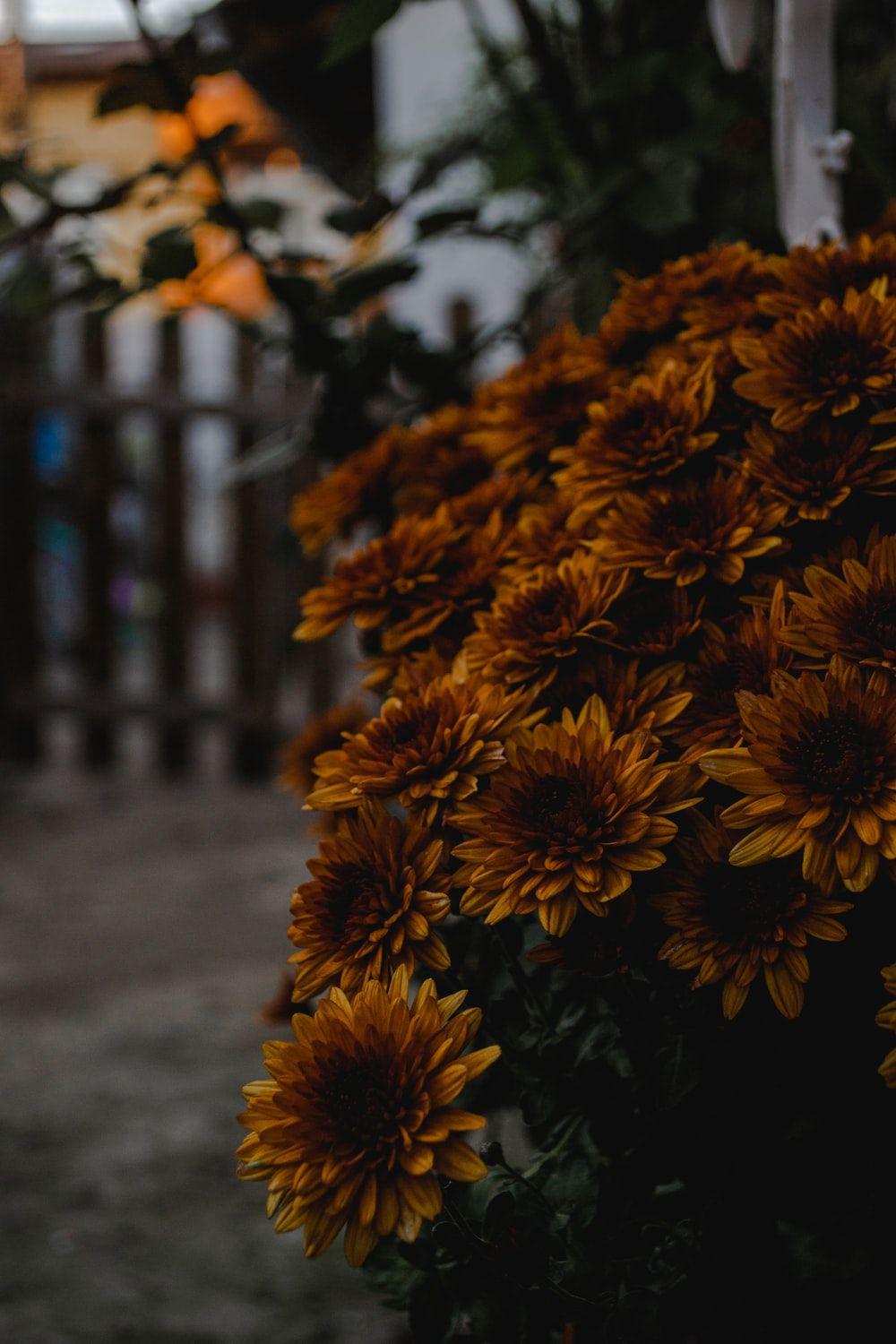 Flowers Autumn Wallpapers - Top Free Flowers Autumn Backgrounds ...