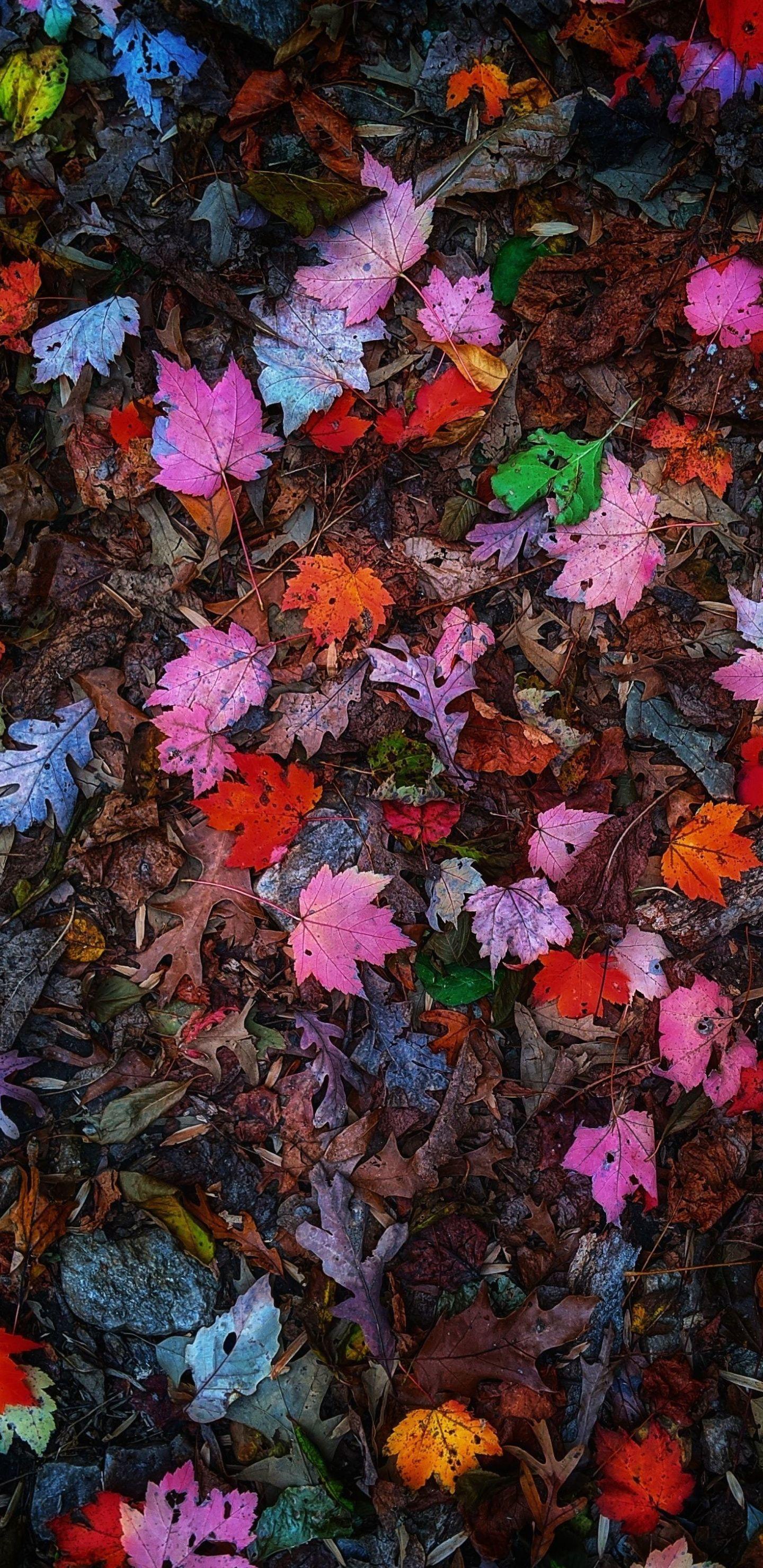 Flowers Autumn Wallpapers - Top Free Flowers Autumn Backgrounds ...