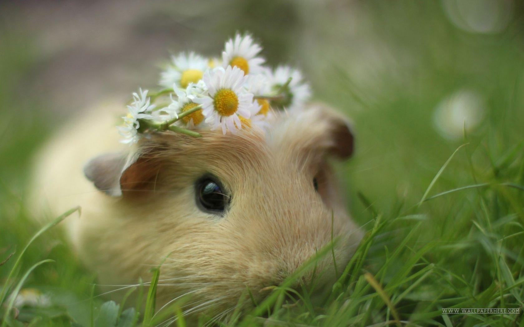 Really Cute Animal Wallpapers - Top Những Hình Ảnh Đẹp