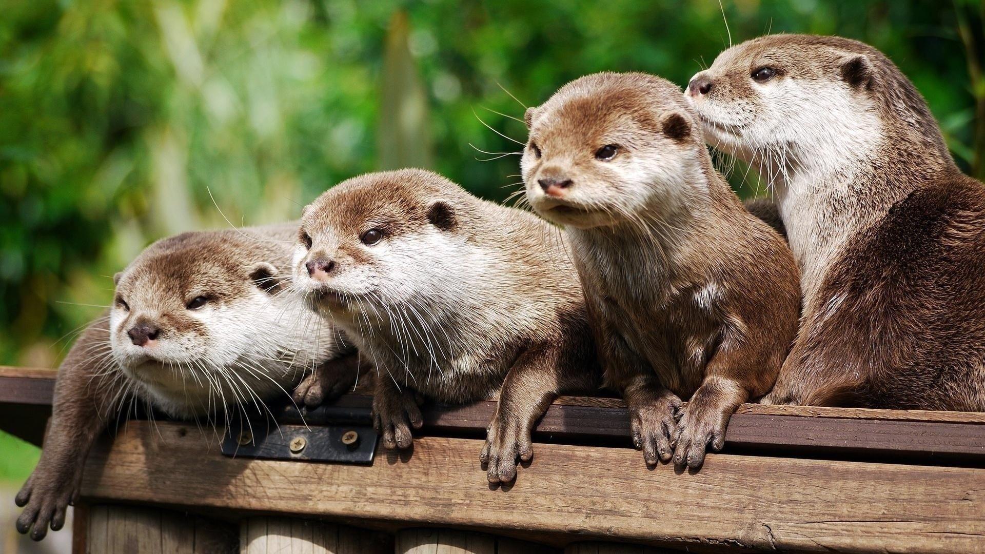 River Otter Wallpapers - Top Free River Otter Backgrounds - WallpaperAccess