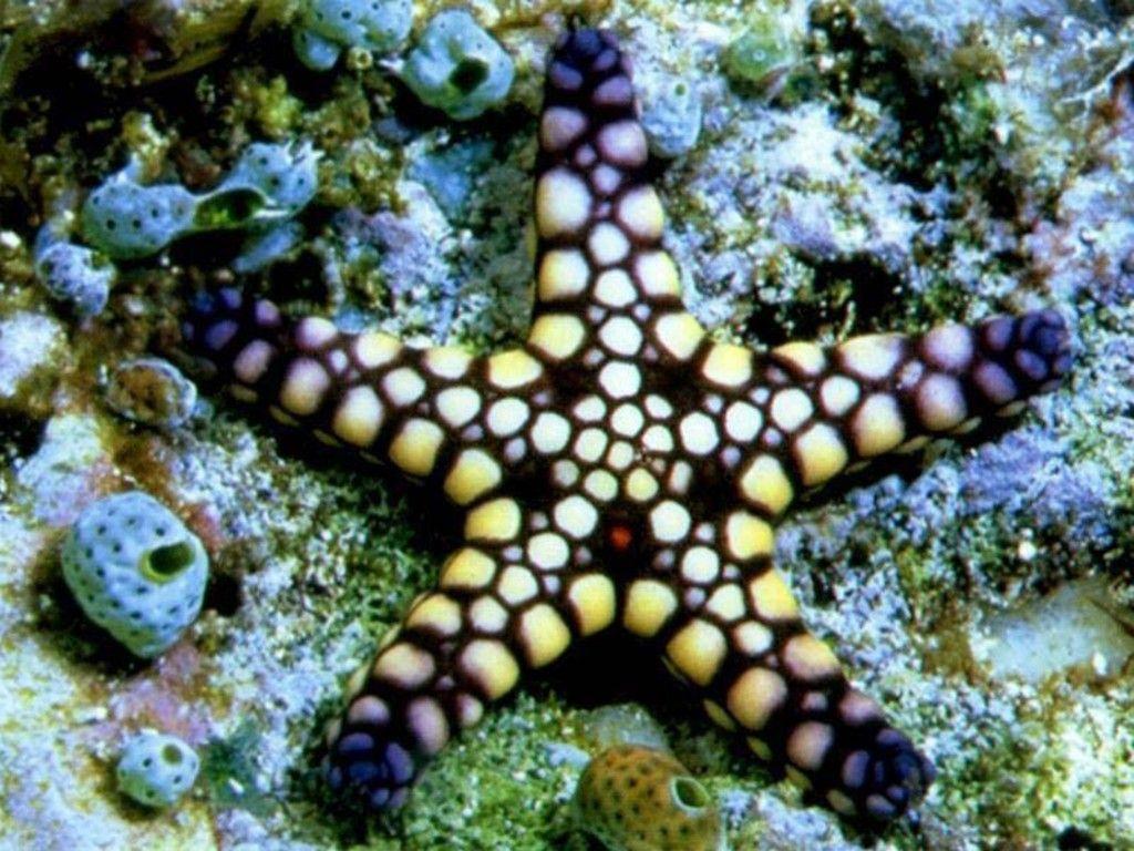 Sea Star Wallpapers - Top Free Sea Star Backgrounds - WallpaperAccess