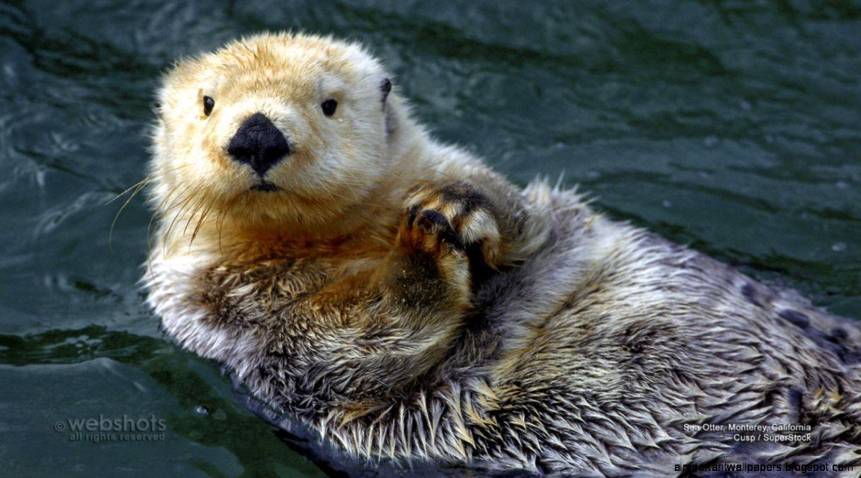 Otter HD Wallpapers - Top Free Otter HD Backgrounds - WallpaperAccess