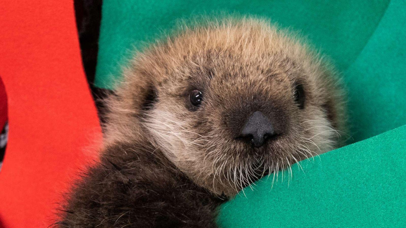 Cute Sea Otter Wallpapers - Top Free Cute Sea Otter Backgrounds ...