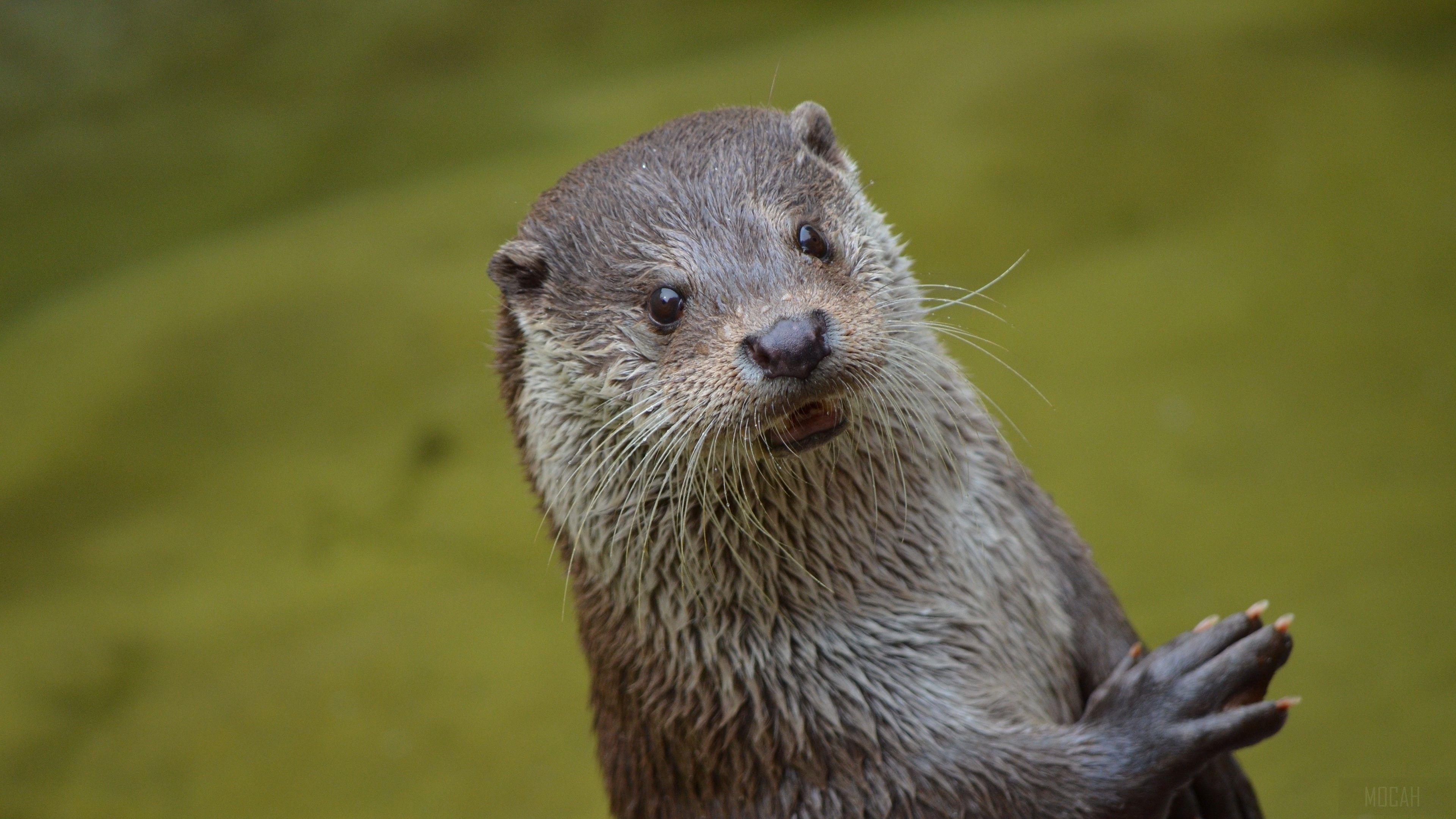 Otter HD Wallpapers - Top Free Otter HD Backgrounds - WallpaperAccess