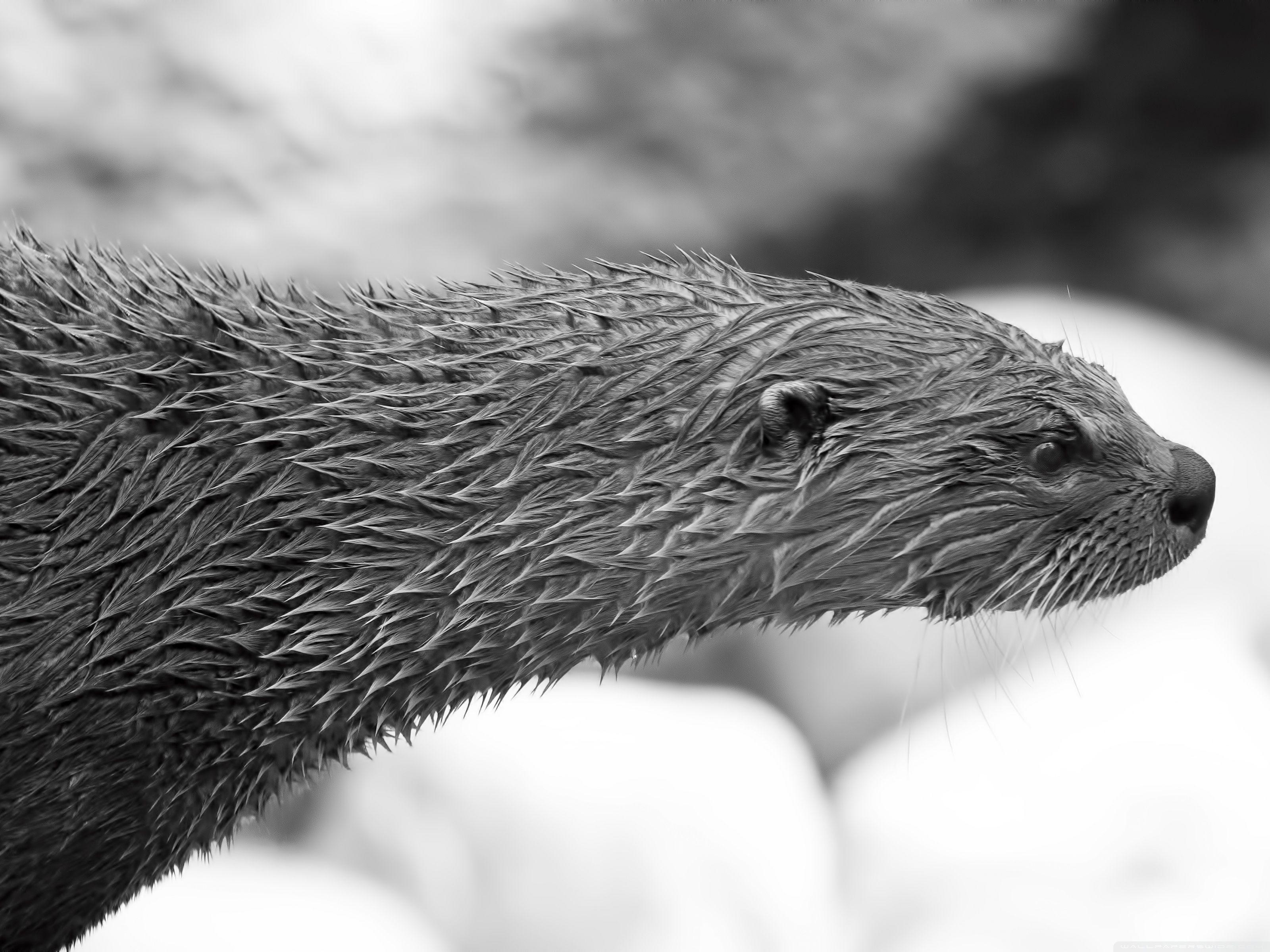 River Otter Wallpapers - Top Free River Otter Backgrounds - WallpaperAccess