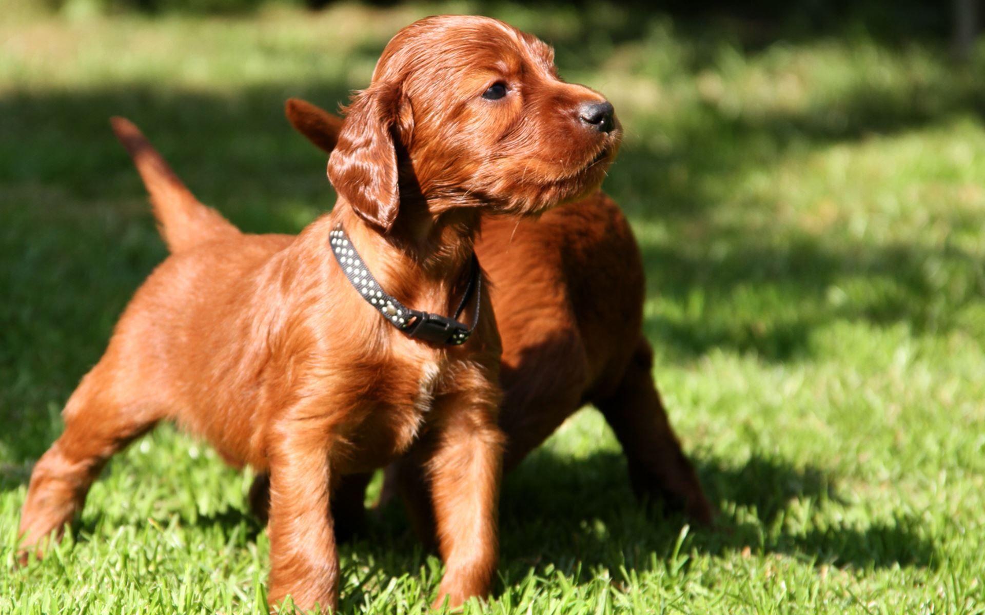 Cute Irish Wallpapers - Top Free Cute Irish Backgrounds - WallpaperAccess