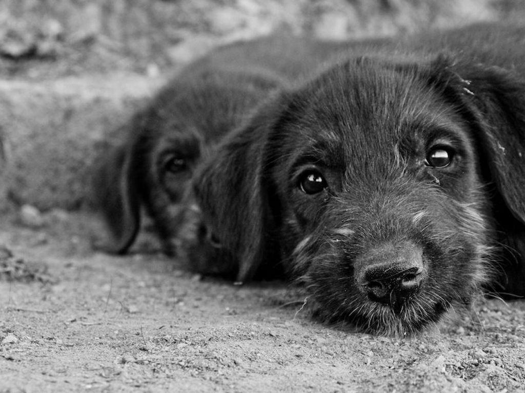 Cute Irish Wallpapers - Top Free Cute Irish Backgrounds - WallpaperAccess