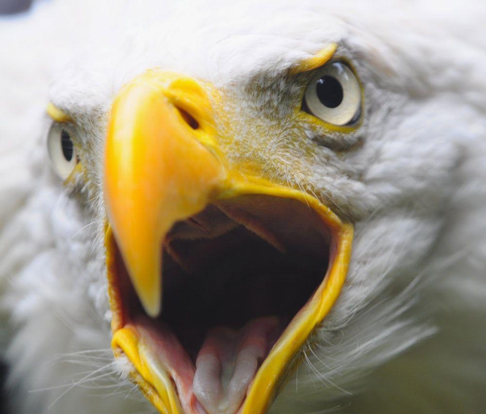 Angry Animal Wallpapers - Top Free Angry Animal Backgrounds ...