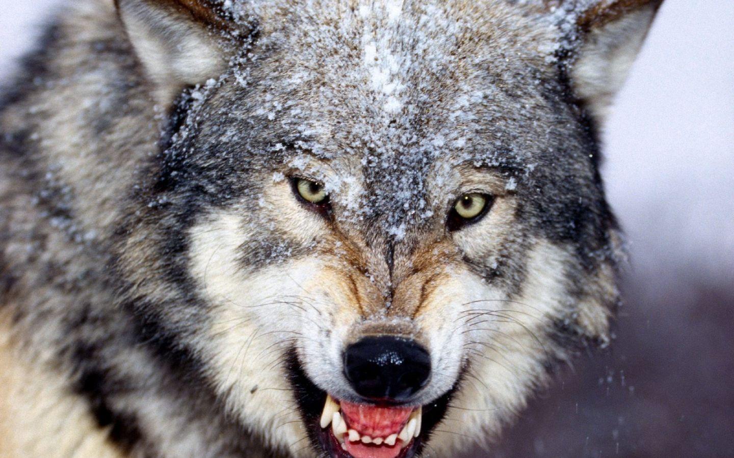 Angry Animal Wallpapers - Top Free Angry Animal Backgrounds ...