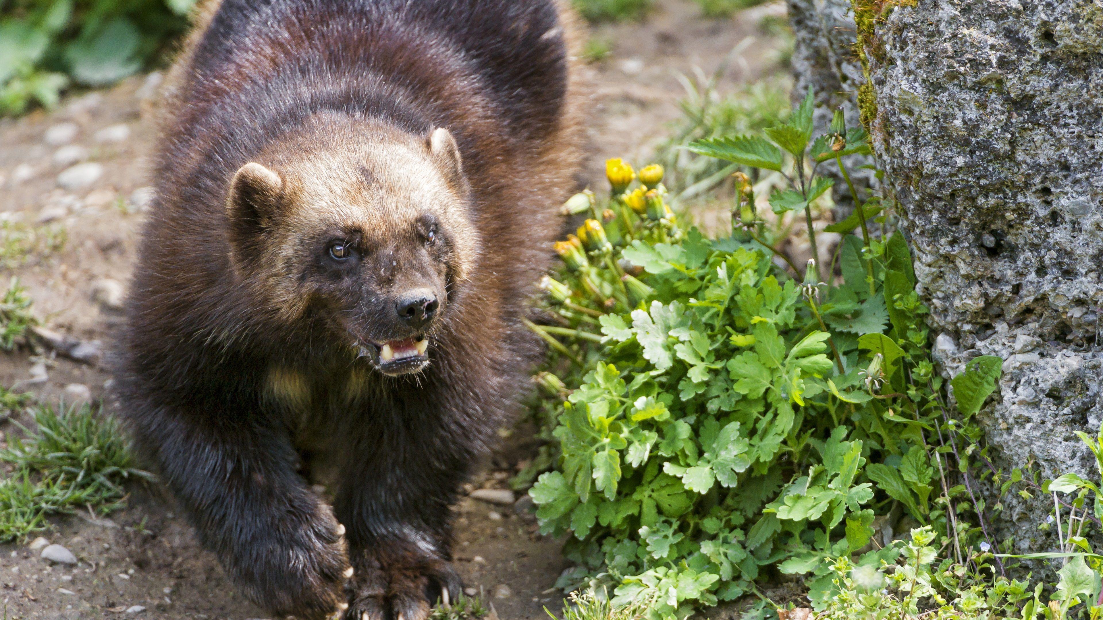 Angry Animal Wallpapers - Top Free Angry Animal Backgrounds ...