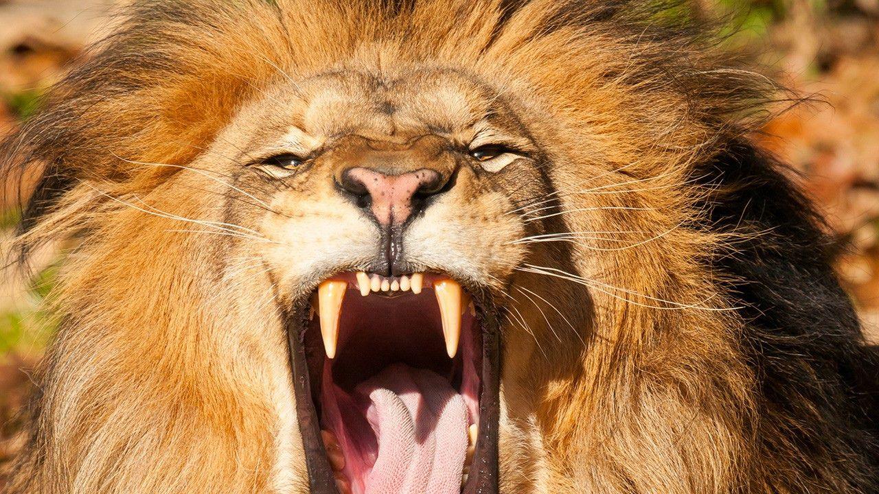 Angry Animal Wallpapers - Top Free Angry Animal Backgrounds ...