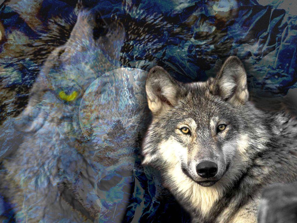 Nature Wolf Wallpapers - Top Free Nature Wolf Backgrounds - WallpaperAccess