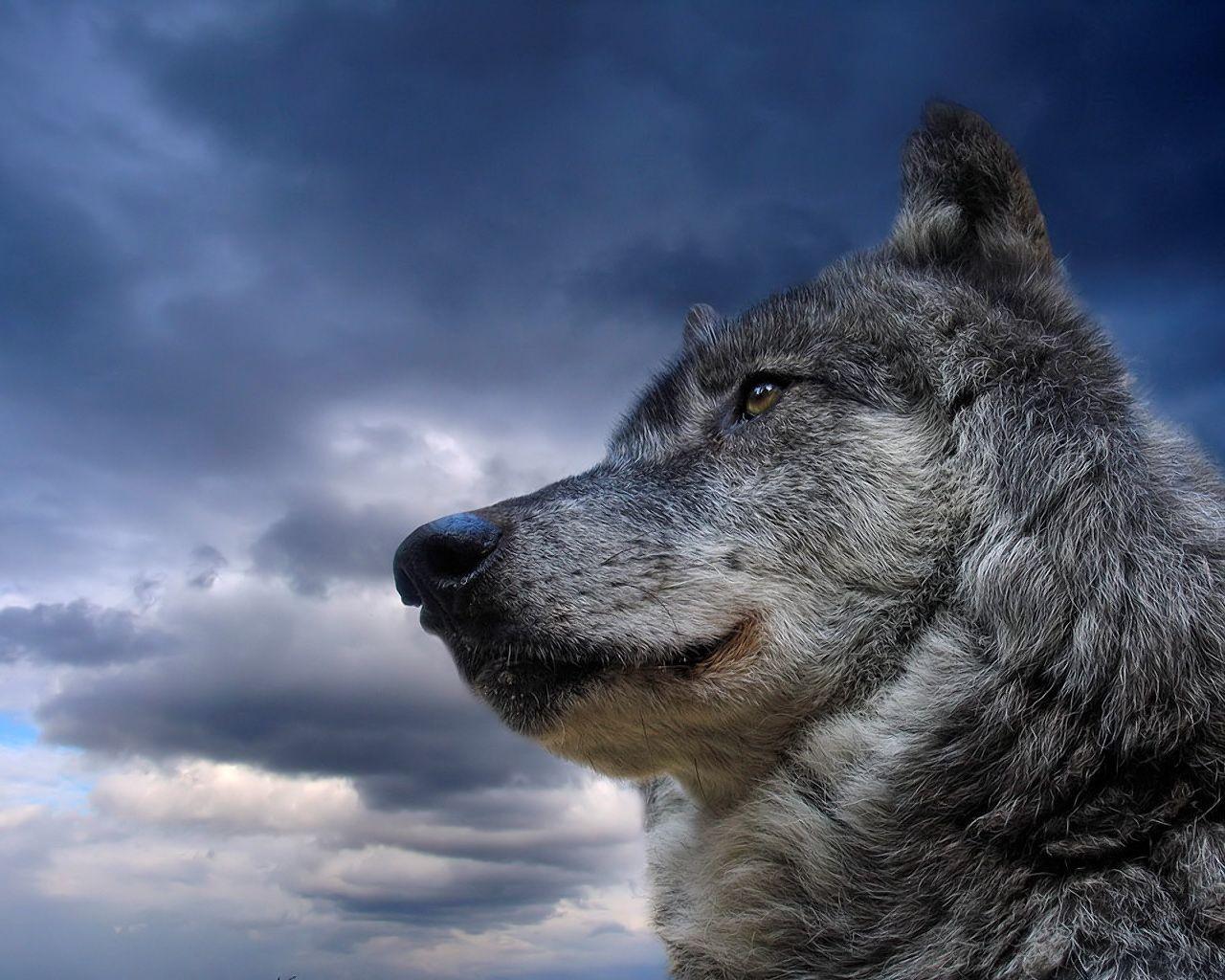 Nature Wolf Wallpapers - Top Free Nature Wolf Backgrounds - WallpaperAccess