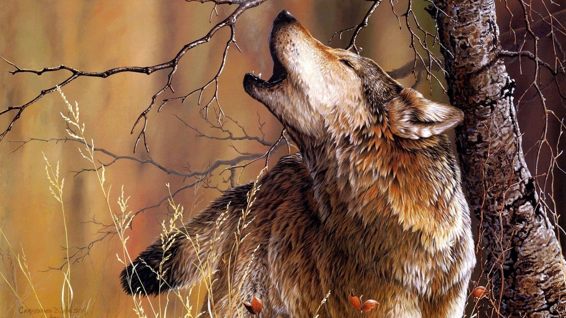 Nature Wolf Wallpapers - Top Free Nature Wolf Backgrounds - WallpaperAccess