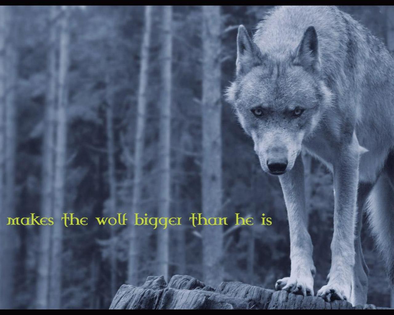 Nature Wolf Wallpapers - Top Free Nature Wolf Backgrounds - WallpaperAccess