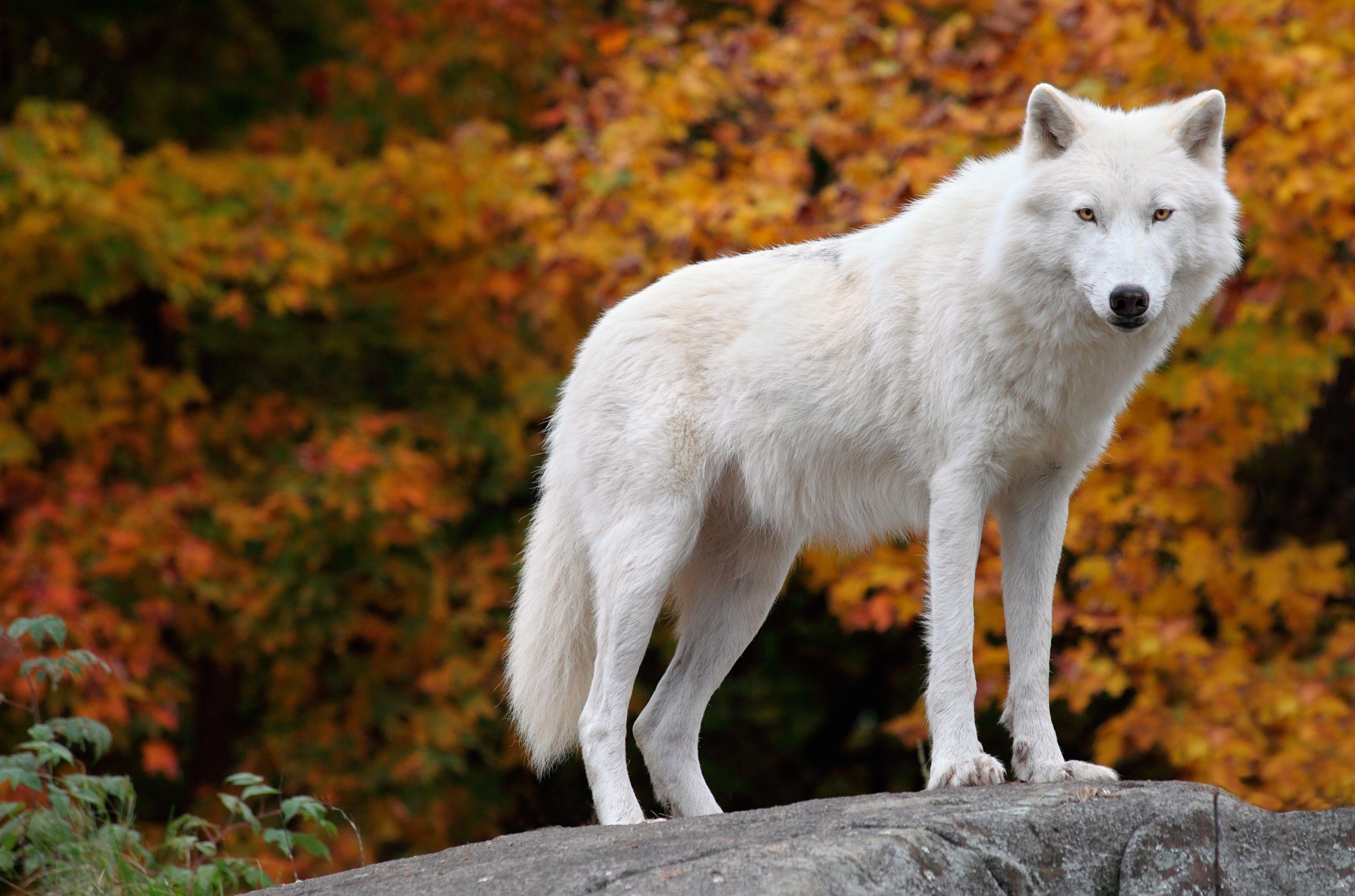 Nature Wolf Wallpapers - Top Free Nature Wolf Backgrounds - WallpaperAccess
