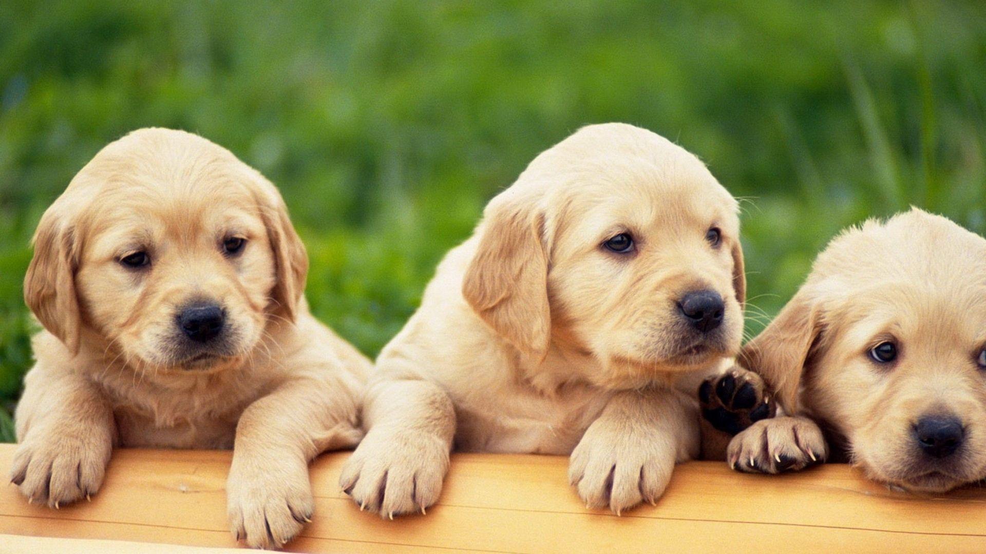 Golden Retriever Puppies Wallpapers - Top Free Golden Retriever Puppies ...