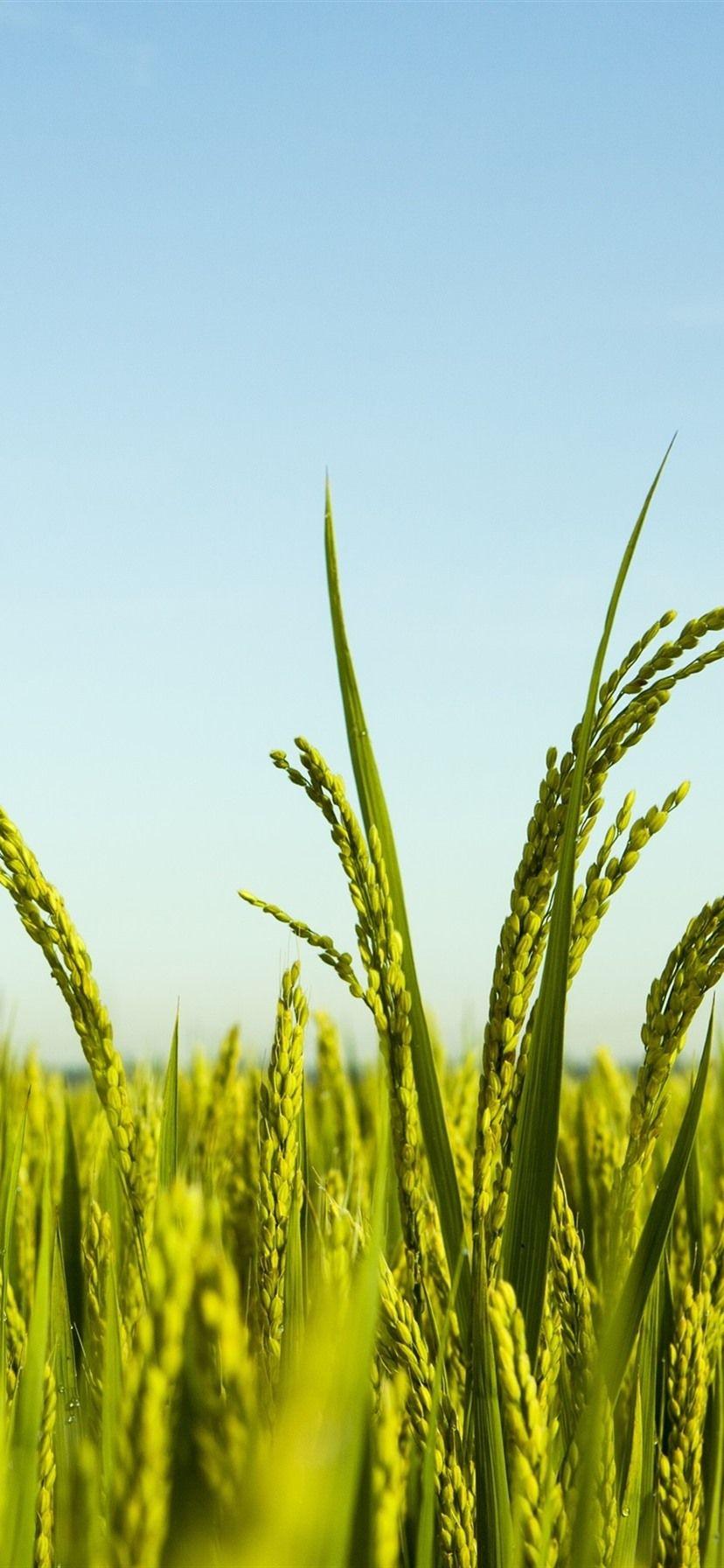 Paddy Wallpapers - Top Free Paddy Backgrounds - WallpaperAccess