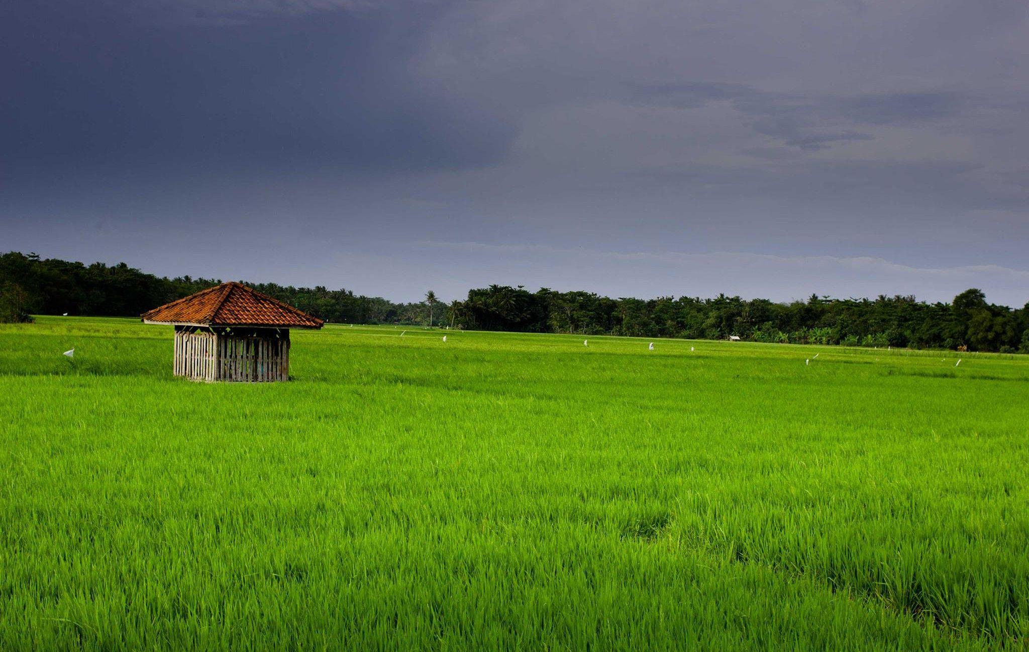 Paddy Field Wallpapers - Top Free Paddy Field Backgrounds - WallpaperAccess