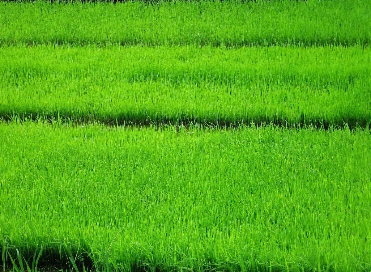 Paddy Wallpapers - Top Free Paddy Backgrounds - WallpaperAccess