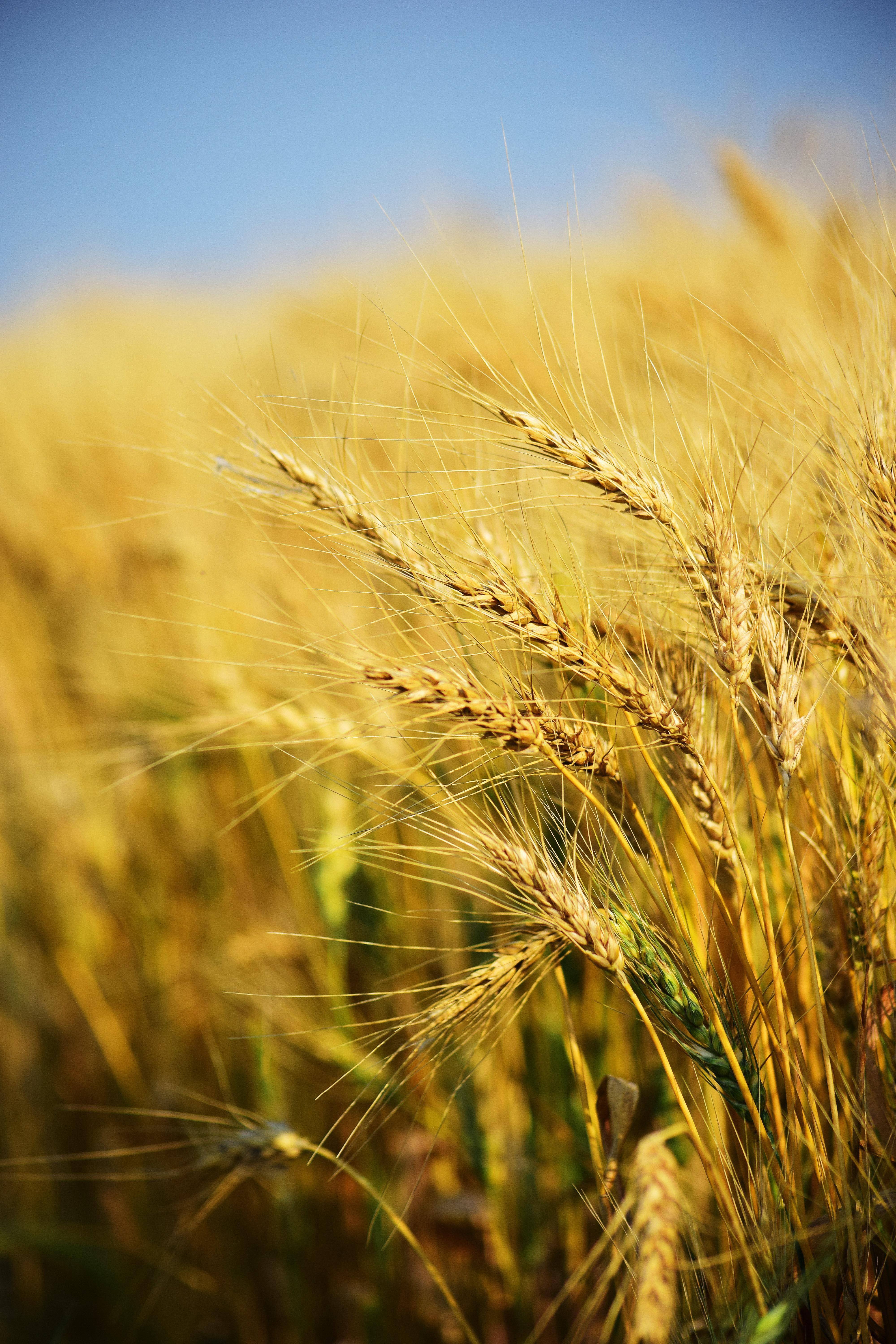 Paddy Wallpapers - Top Free Paddy Backgrounds - WallpaperAccess