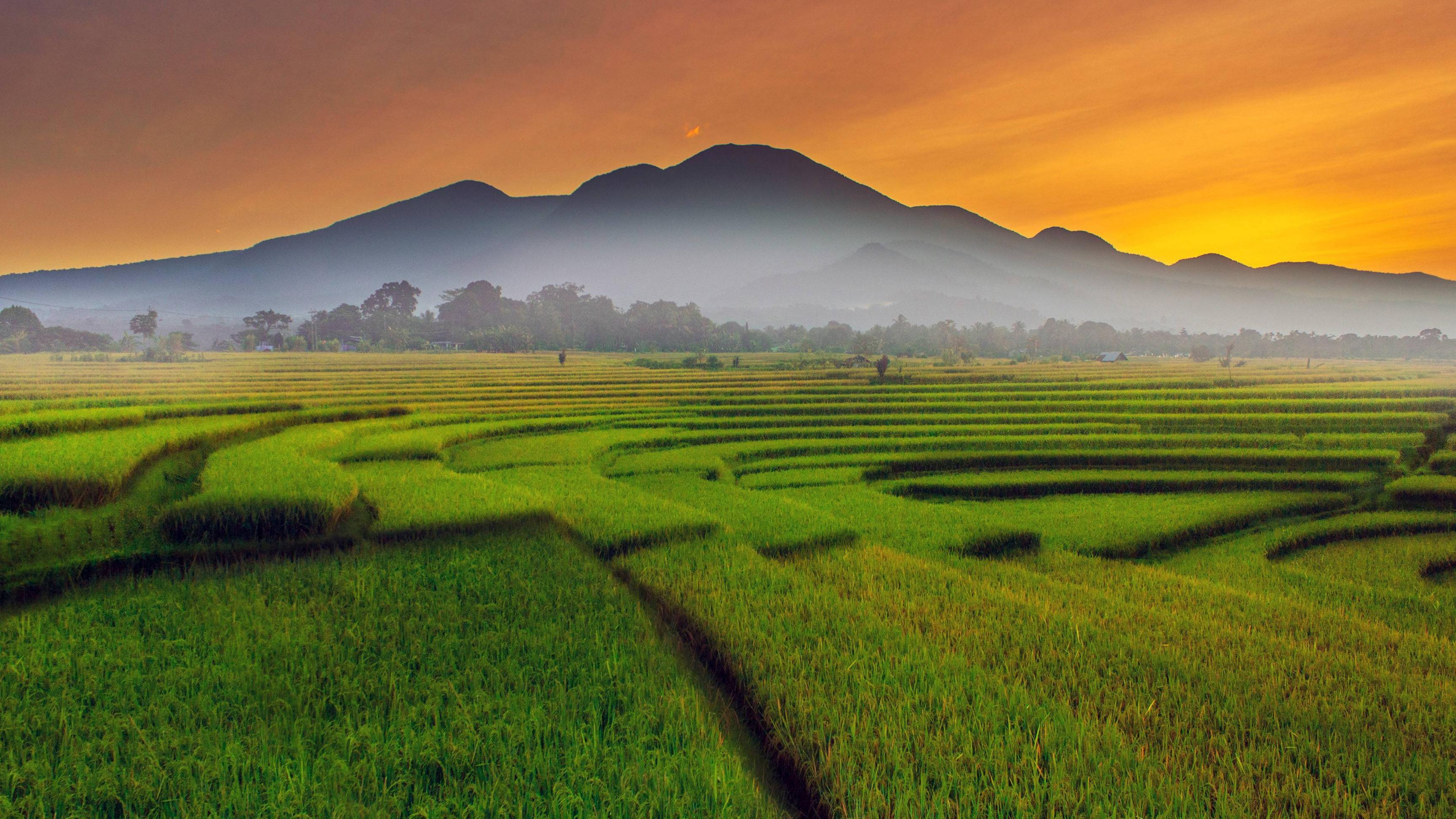 Paddy Field Wallpapers - Top Free Paddy Field Backgrounds - WallpaperAccess
