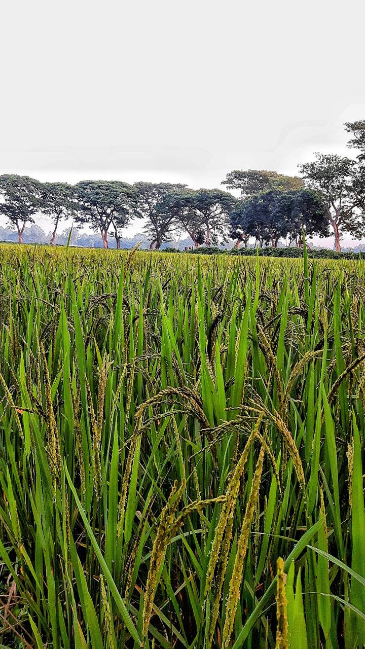 Paddy Wallpapers - Top Free Paddy Backgrounds - WallpaperAccess