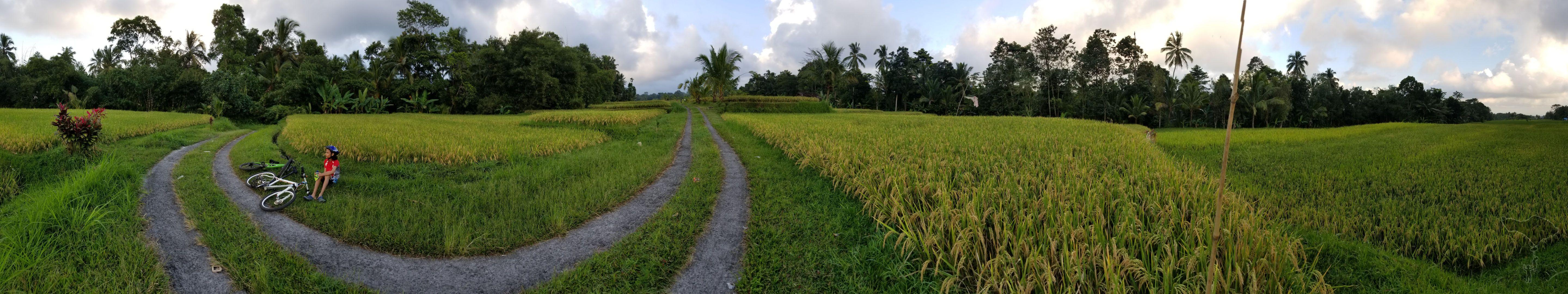 Paddy Wallpapers - Top Free Paddy Backgrounds - WallpaperAccess