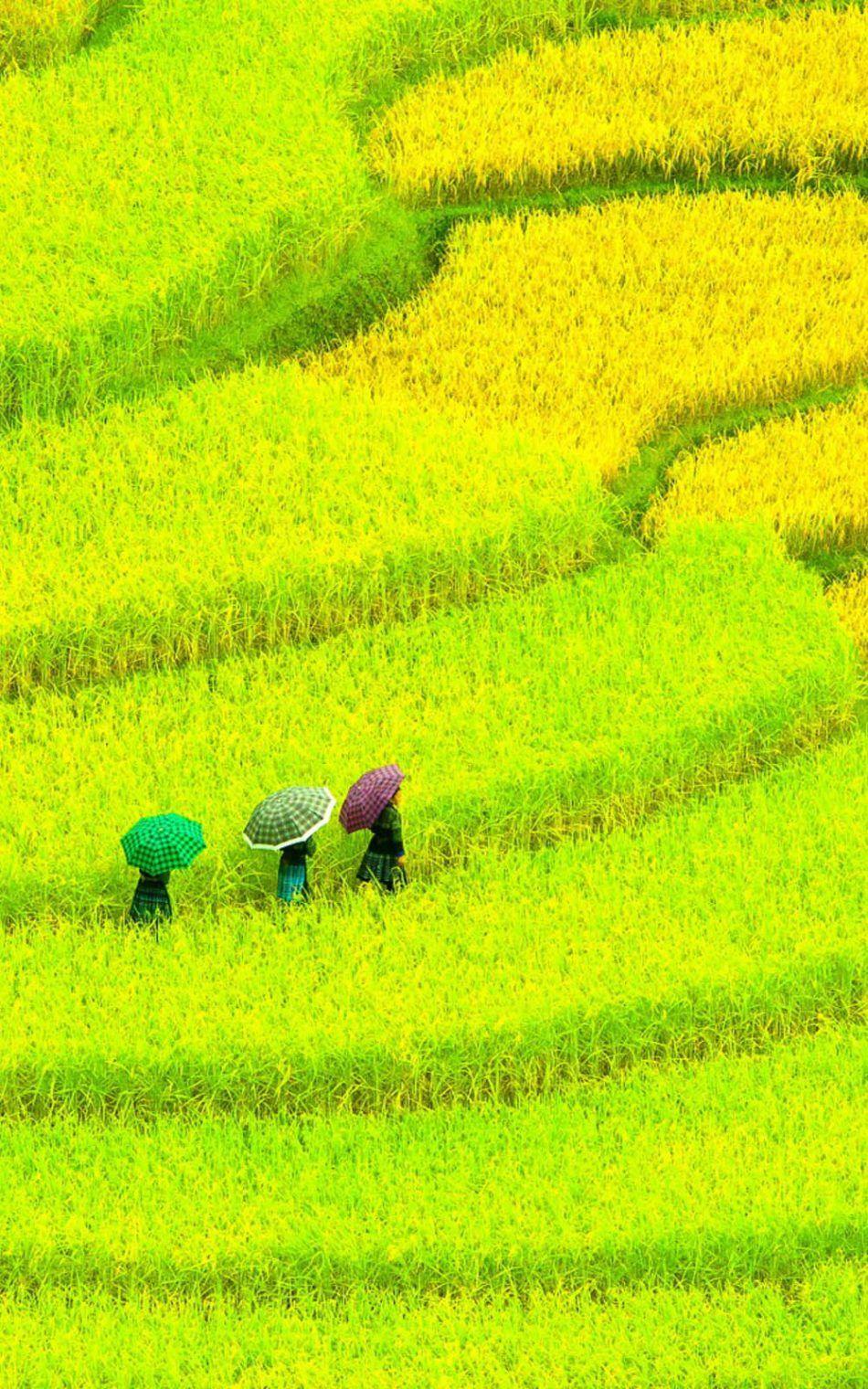 Paddy Wallpapers - Top Free Paddy Backgrounds - WallpaperAccess