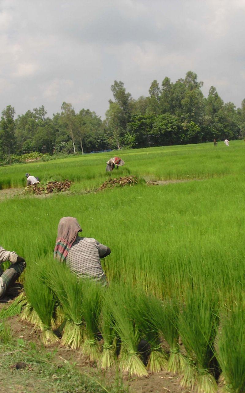 Paddy Wallpapers - Top Free Paddy Backgrounds - WallpaperAccess