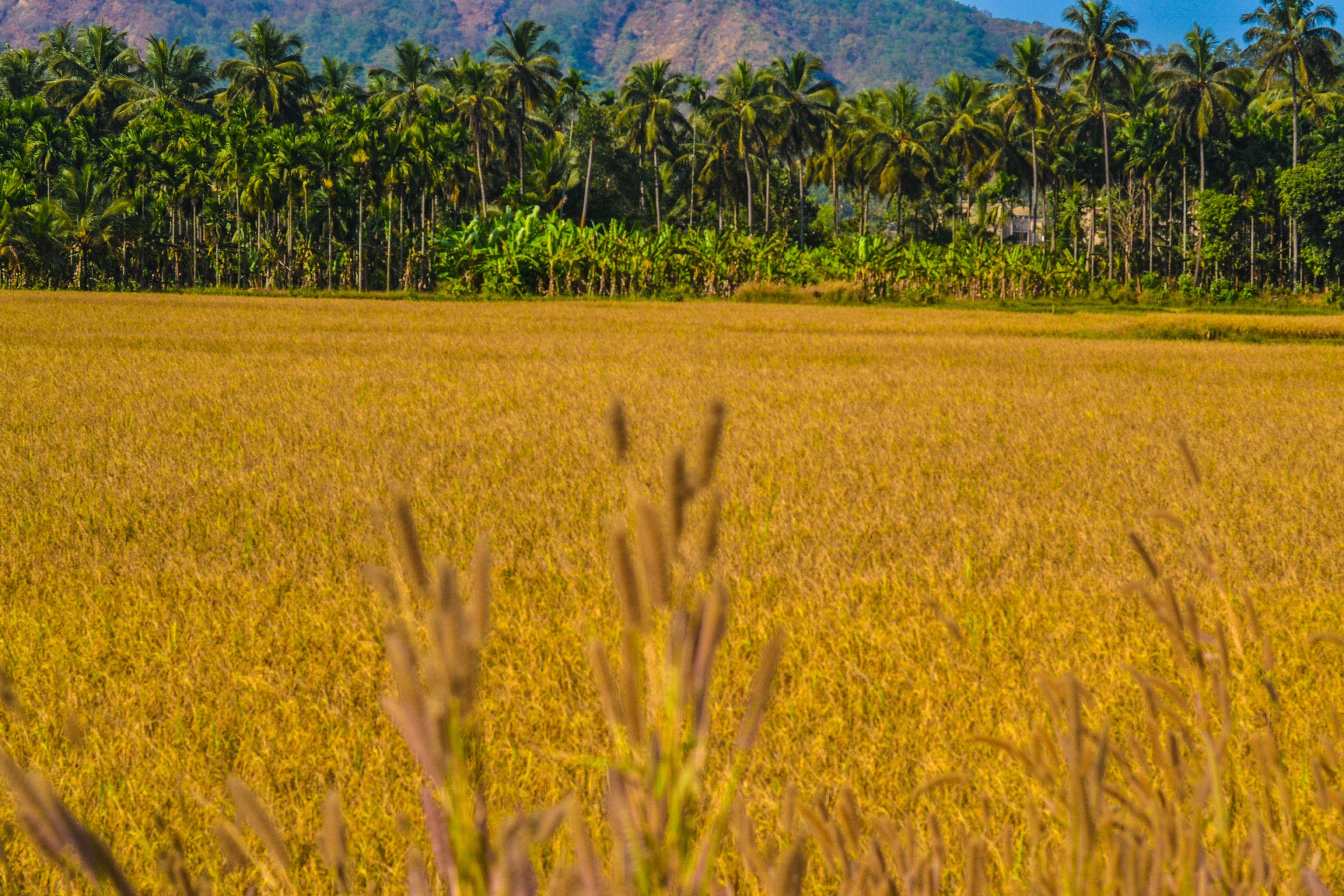 Paddy Wallpapers - Top Free Paddy Backgrounds - WallpaperAccess