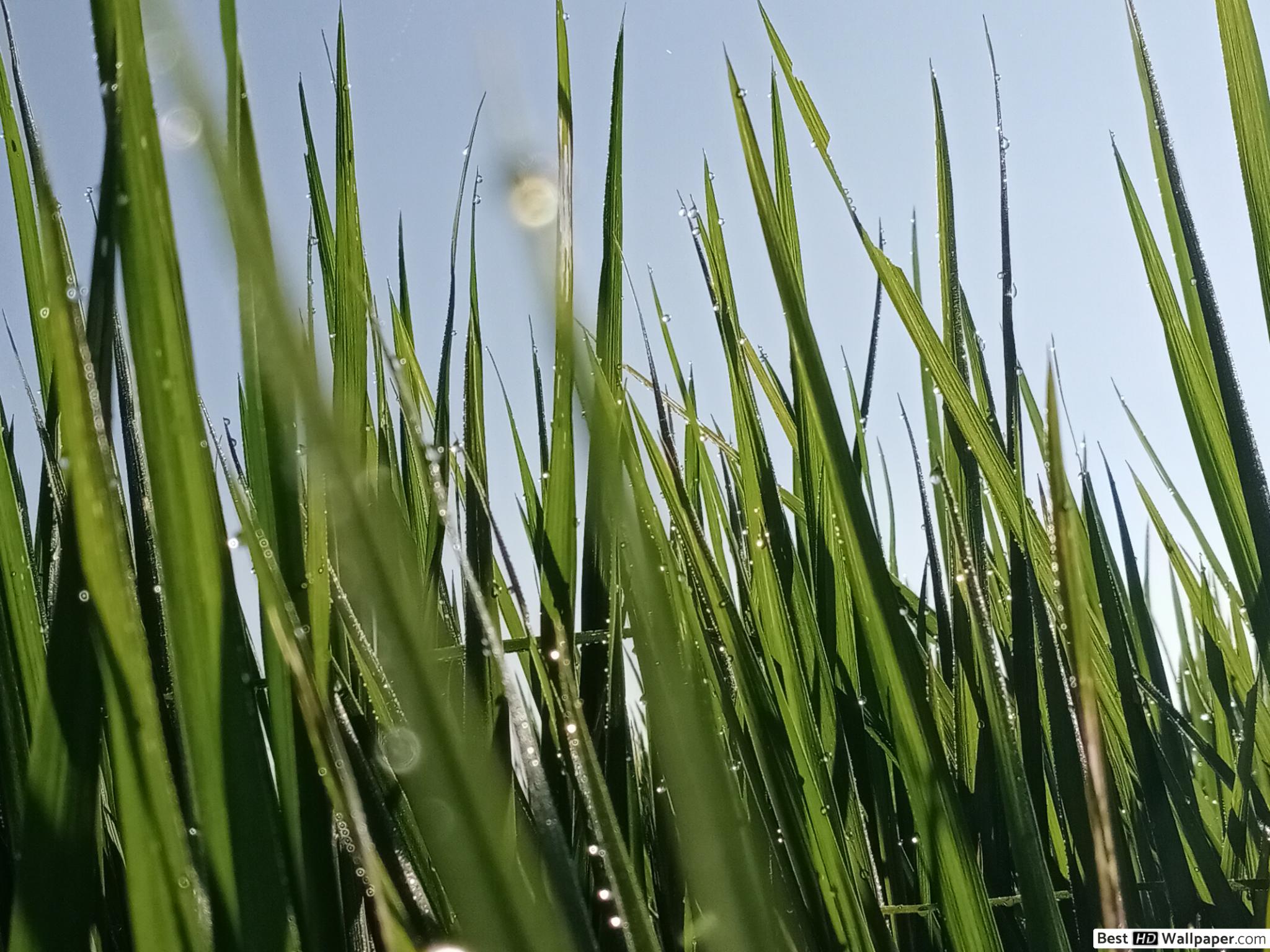 Paddy Wallpapers - Top Free Paddy Backgrounds - WallpaperAccess