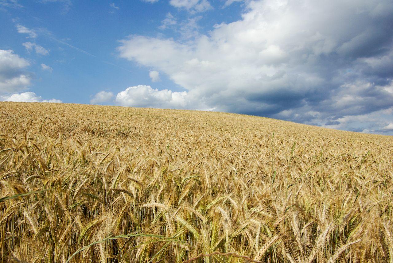 Paddy Wallpapers - Top Free Paddy Backgrounds - WallpaperAccess