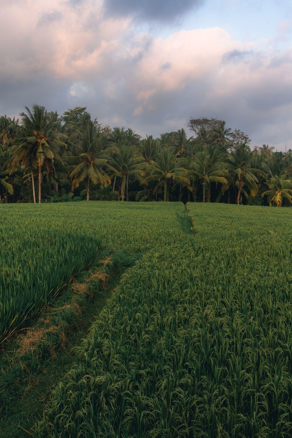 Paddy Wallpapers - Top Free Paddy Backgrounds - WallpaperAccess