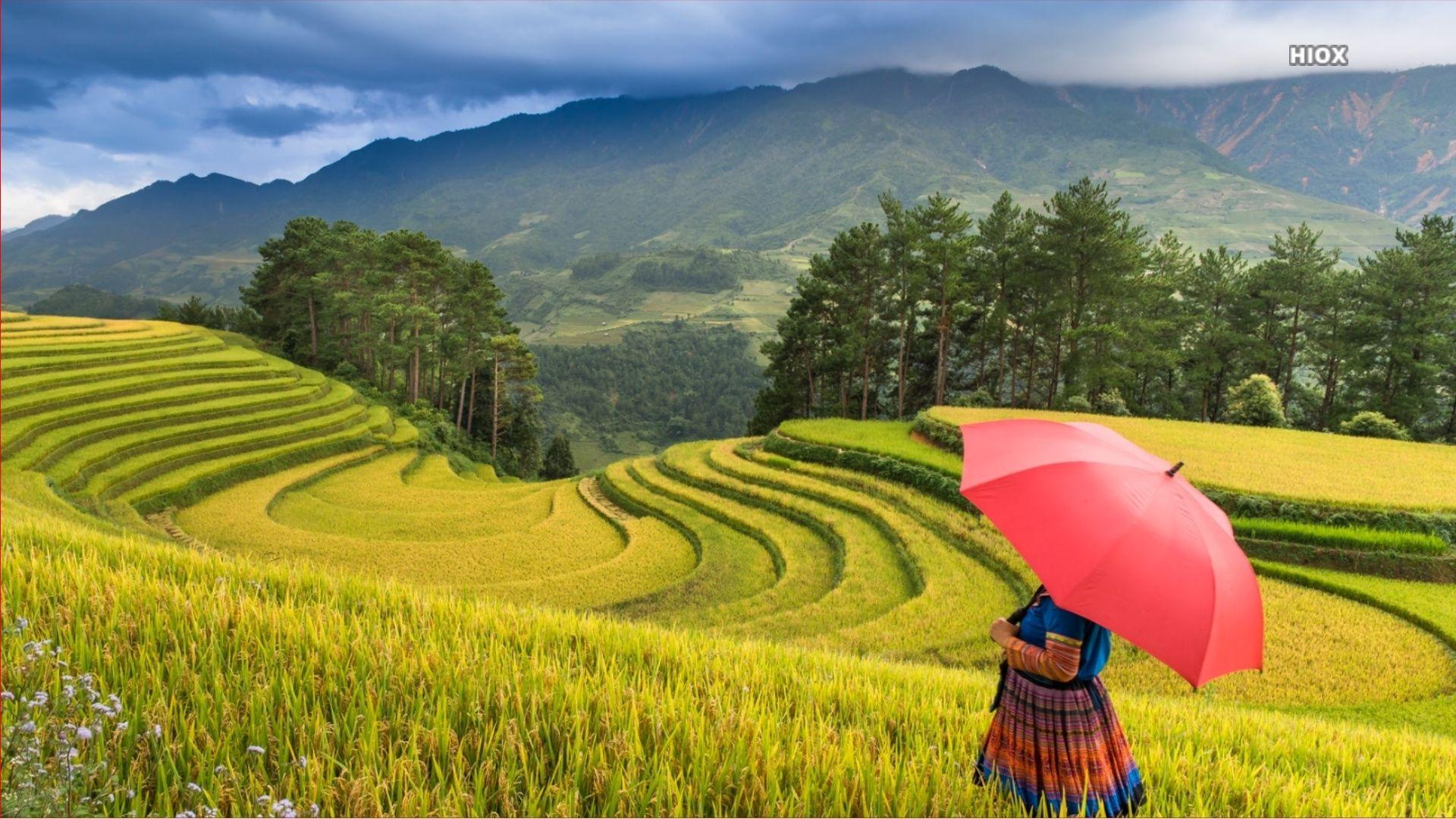 Paddy Wallpapers - Top Free Paddy Backgrounds - WallpaperAccess