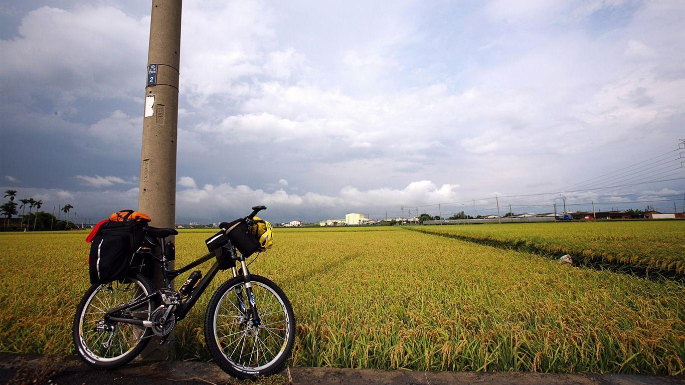 Paddy Wallpapers - Top Free Paddy Backgrounds - WallpaperAccess