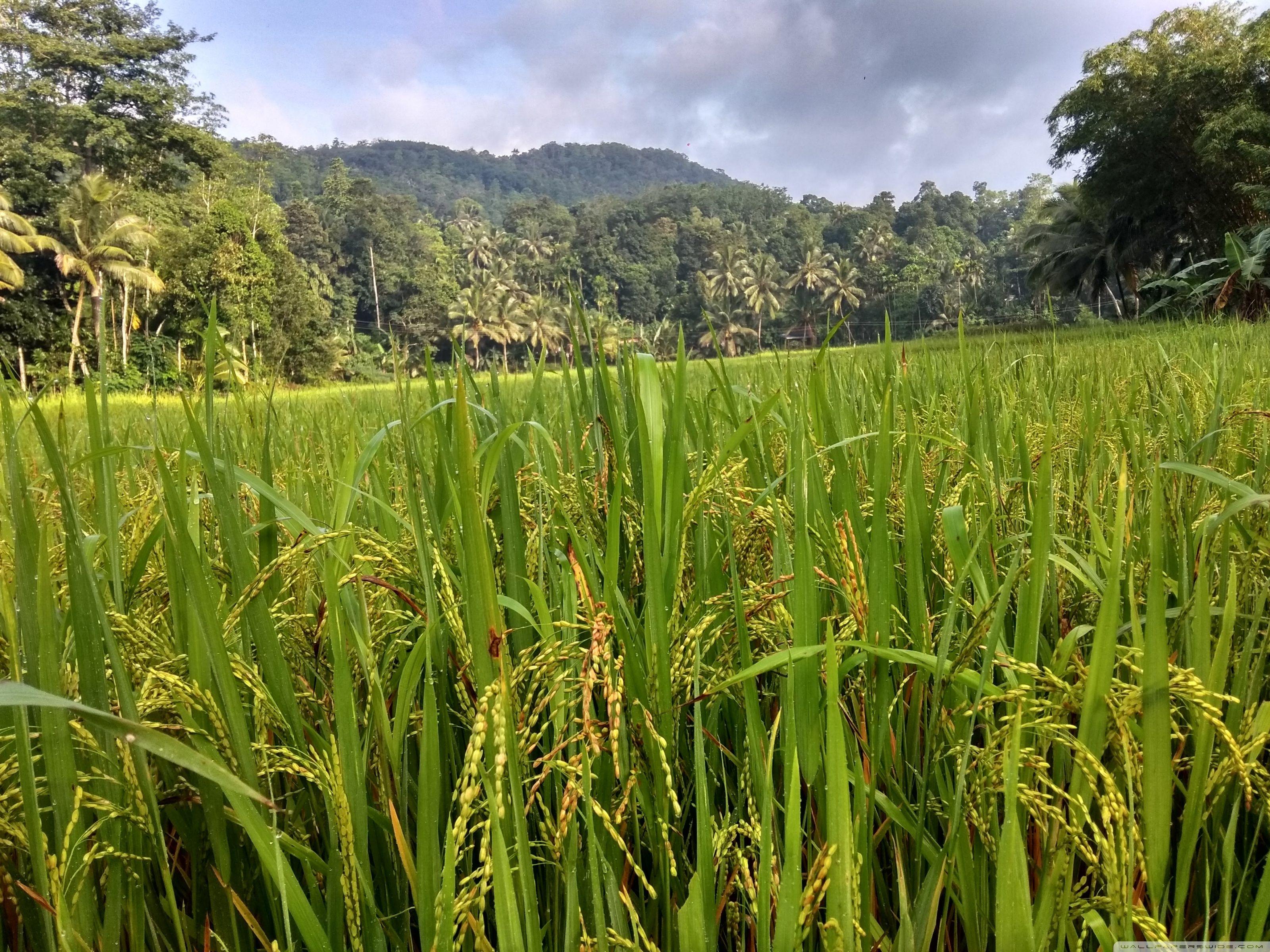 Paddy Field Wallpapers - Top Free Paddy Field Backgrounds - WallpaperAccess